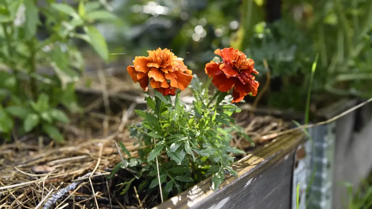 Tagetes mot sniglar - Sanningen om lockväxten