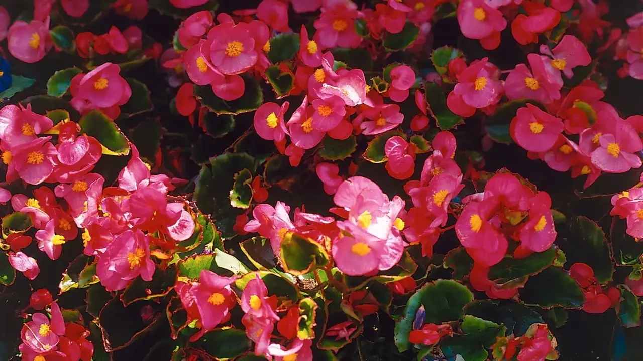 Begonia utomhus - Få frodig blomning varje gång