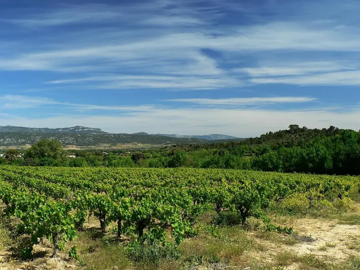 La Grange des Pères - Comprendre ce vin mythique du Languedoc
