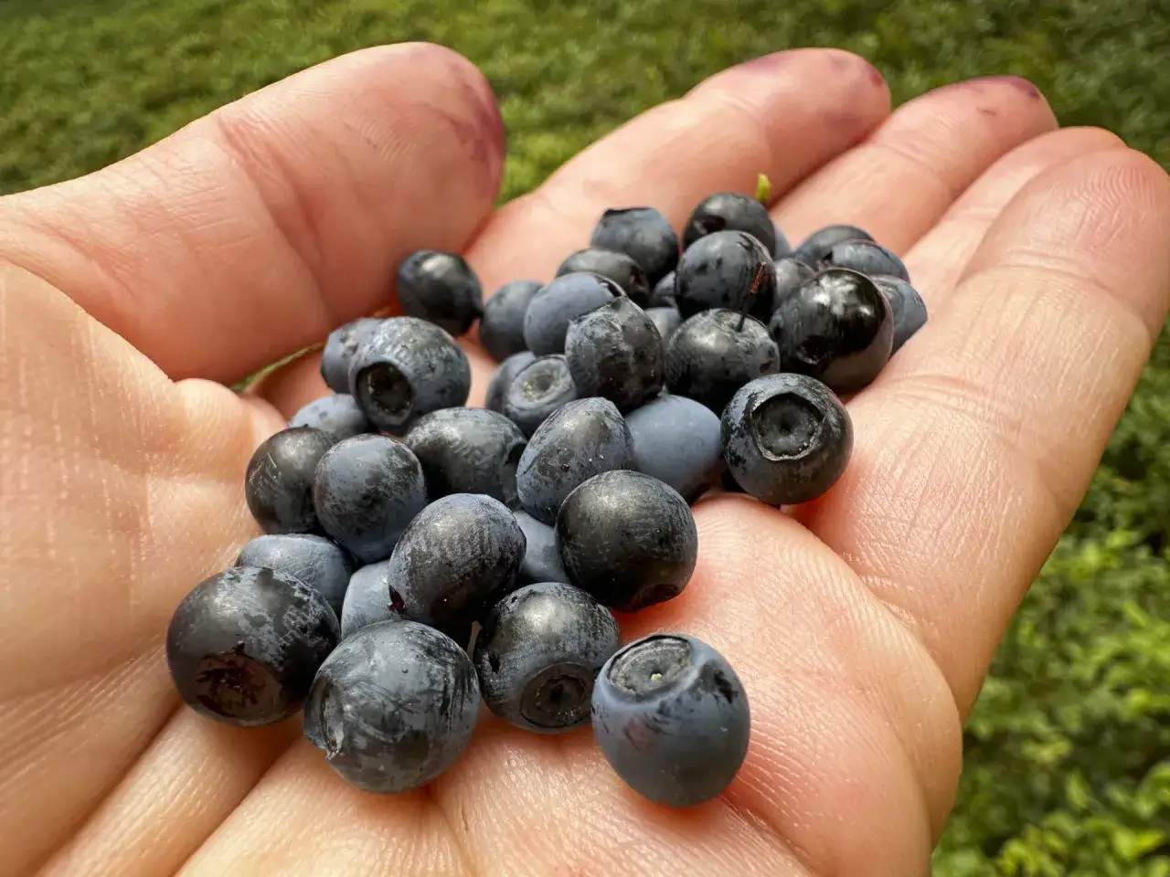 Kiedy jest sezon na jagody? Odkryj najlepszy czas na zbiór i smak